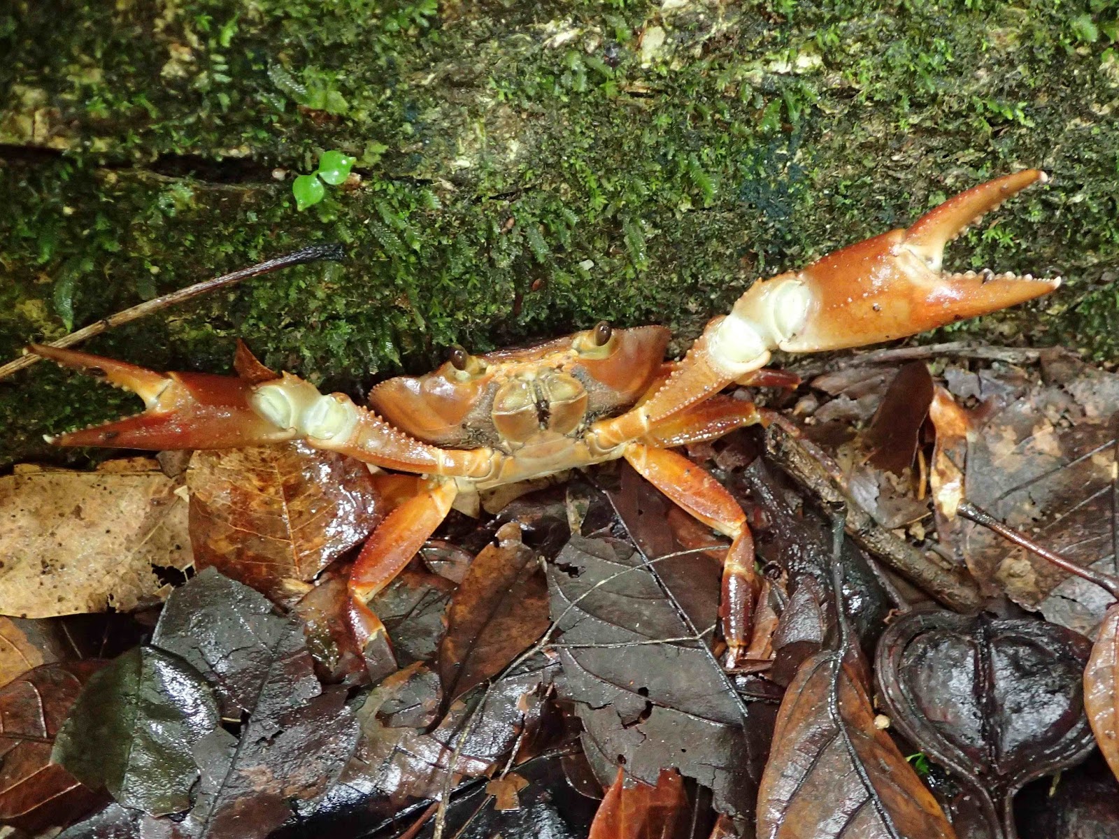 Meet the Manicou Crab: Main Ridge Mountain-dweller