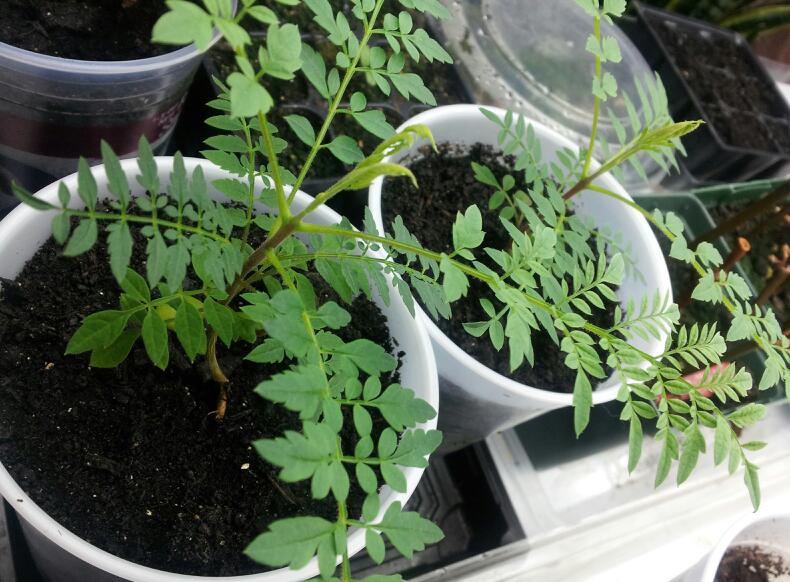Plant Zone: Jacaranda Seedlings