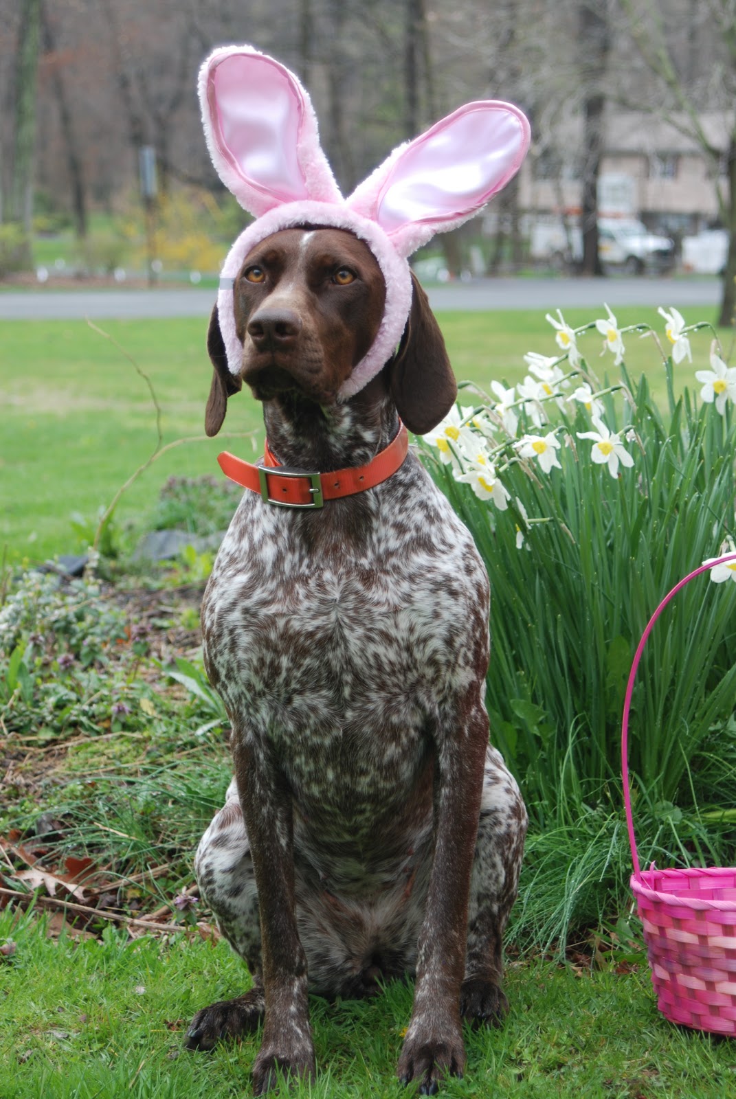 Adventures of a GSP Hunting Dog: Here comes Cleo cottontail charging ...