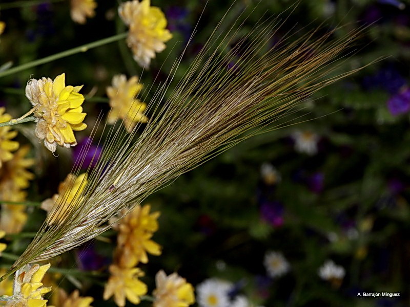 Naturaleza Viva: Stipa capensis Thunb. Fam: Poaceae