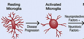 Le Cerveau de l'Enfant et de l'Adolescent: La Microglie