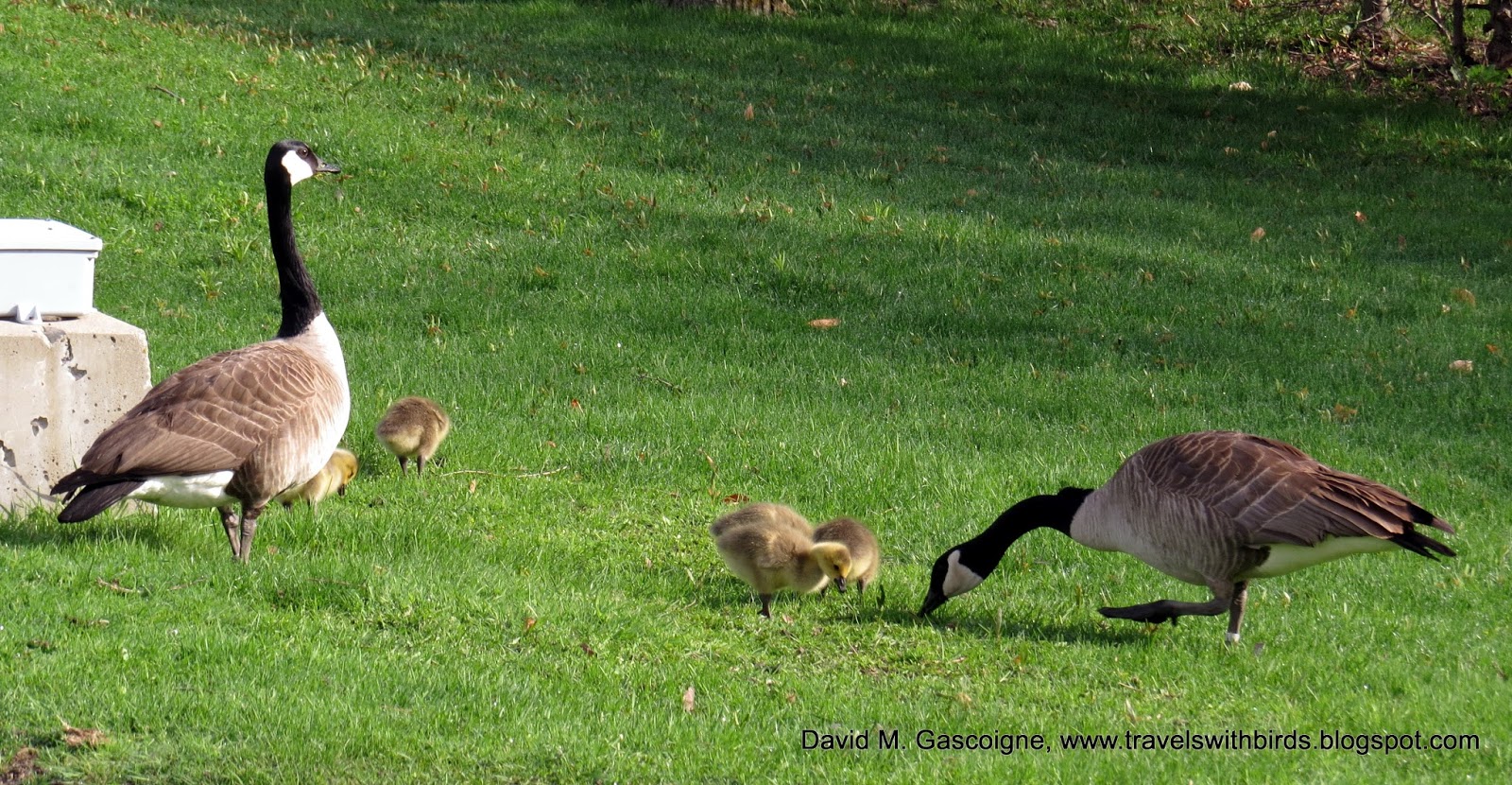 Woodlot at the University of Waterloo, Waterloo, ON - Travels With Birds