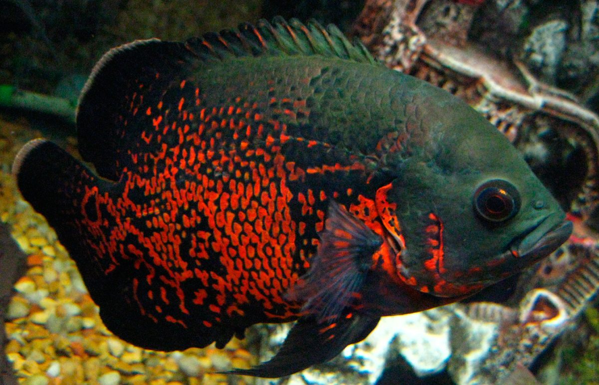Características y cuidados del pez oscar 'Astronotus Ocellatus'