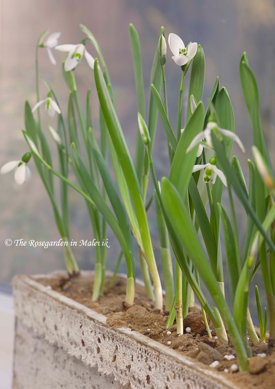 Underbara Vårblommor ~ Wonderful Spring Flowers - Blommor Och Trädgård