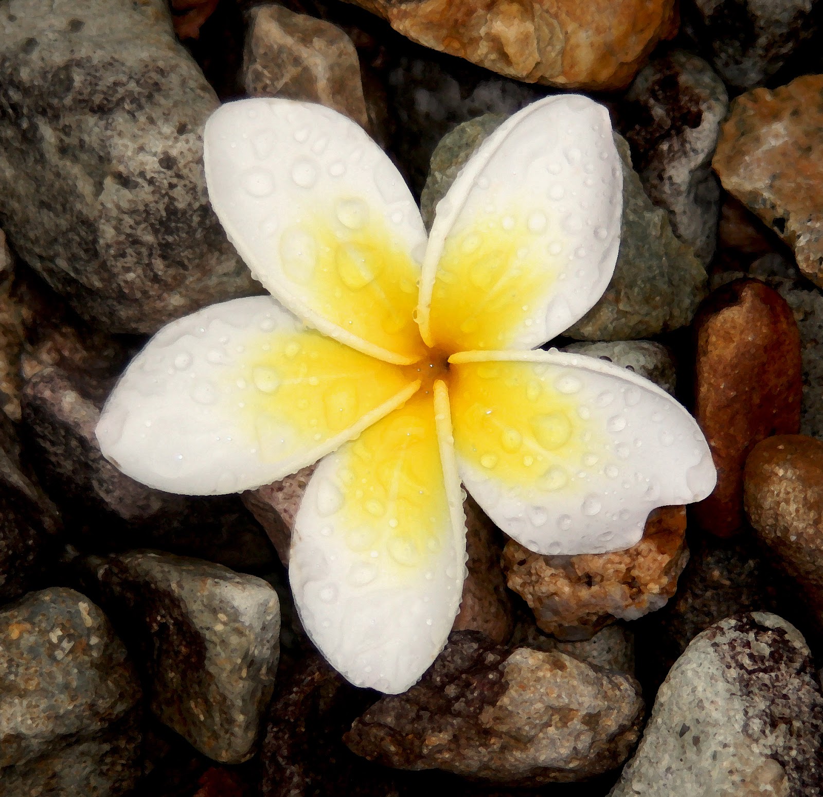 Windflower Farm Weekly: THE SOLAR ECLIPSE, CAIRNS ZOO, AND OCEAN GOING ...