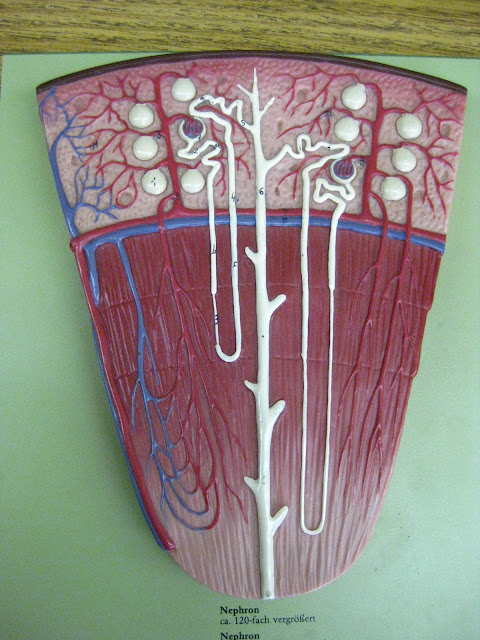 Kitty Tubes - Digestive System, Reproductive System, and Urinary System ...