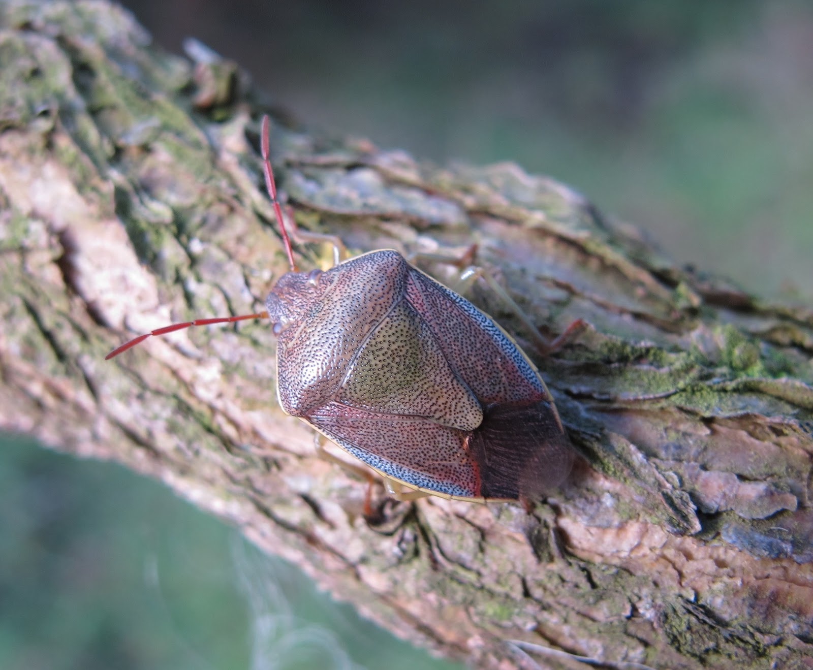 The Lyons Share: First record of rare shield bug for East Sussex!