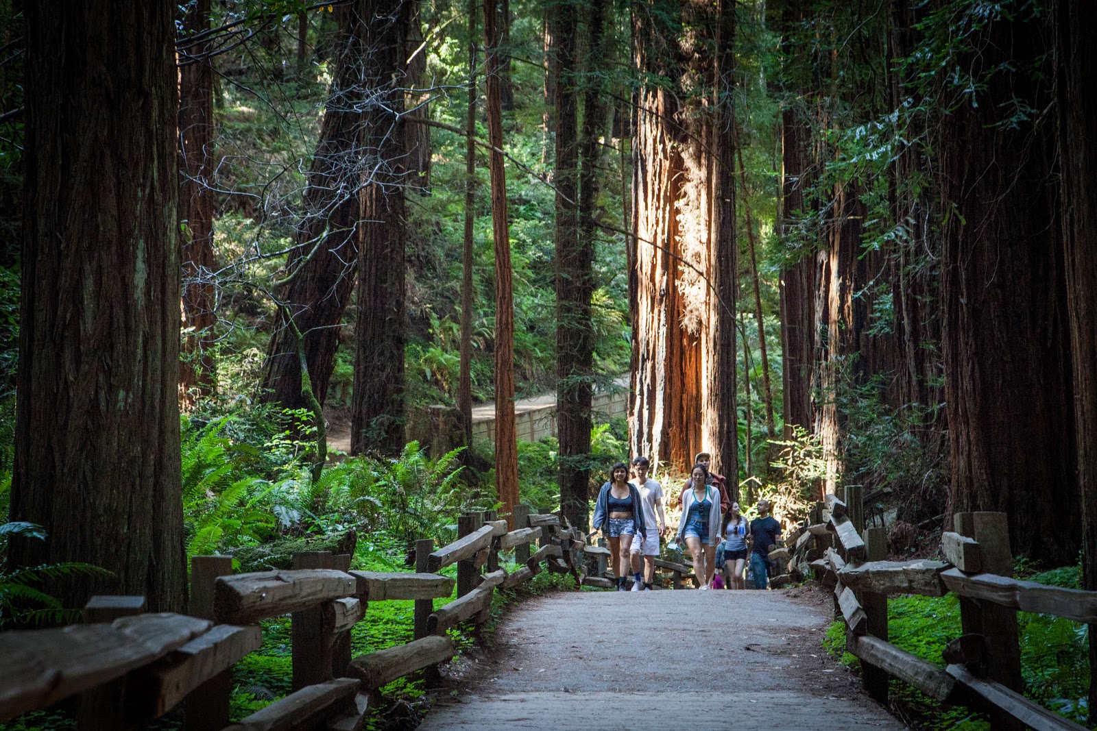 Coast Redwoods - The Tallest Trees In The World - Explore the World ...