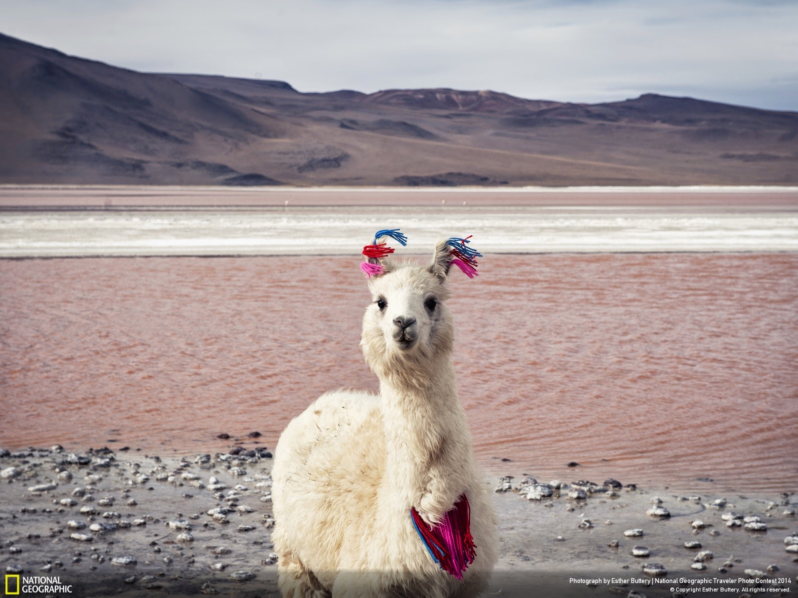 Cute Small Camel Animals Wallpapers - Free Wallpaper Pics