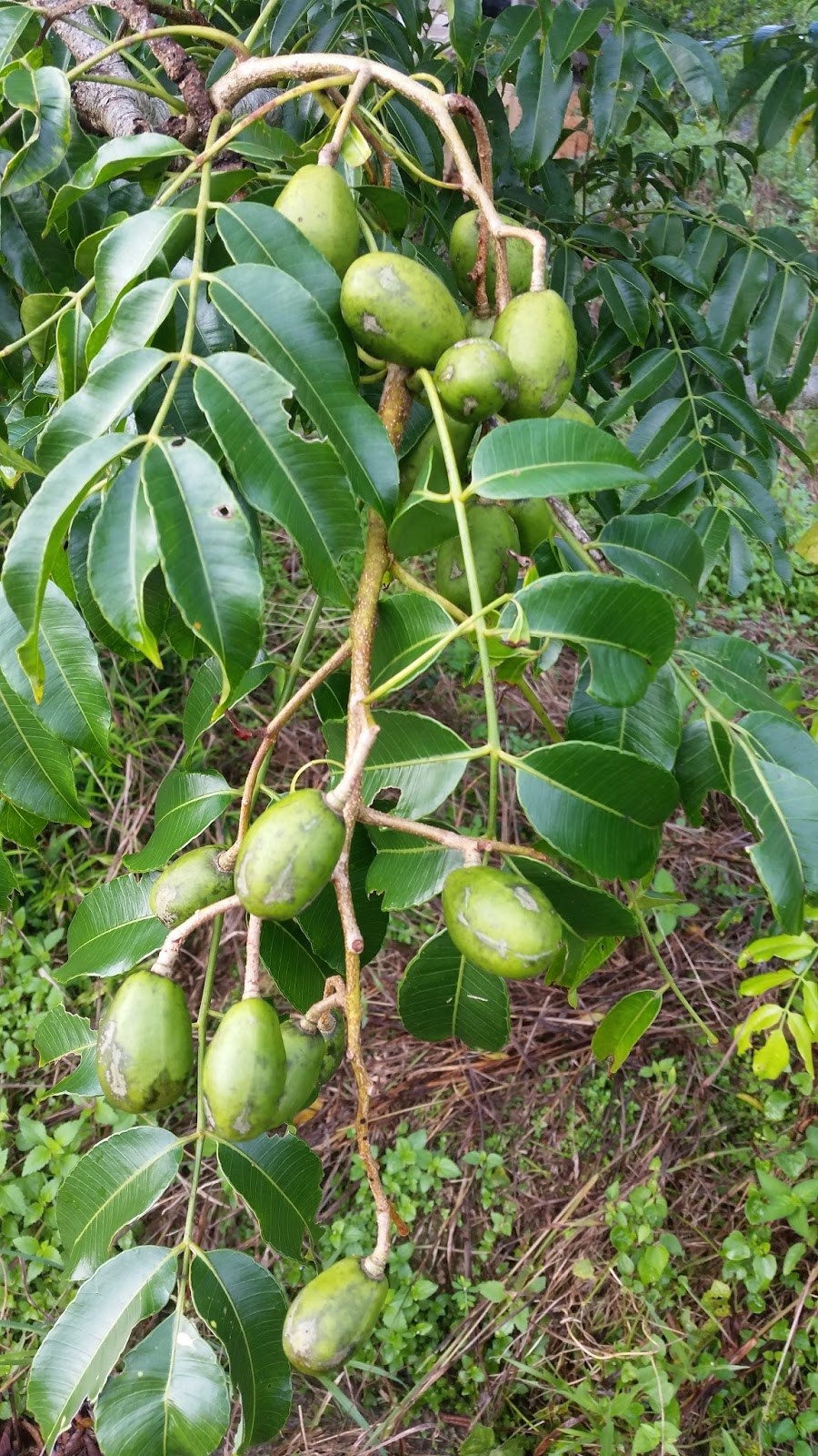 Warisan Petani: Pokok Kedondong Hybrid.
