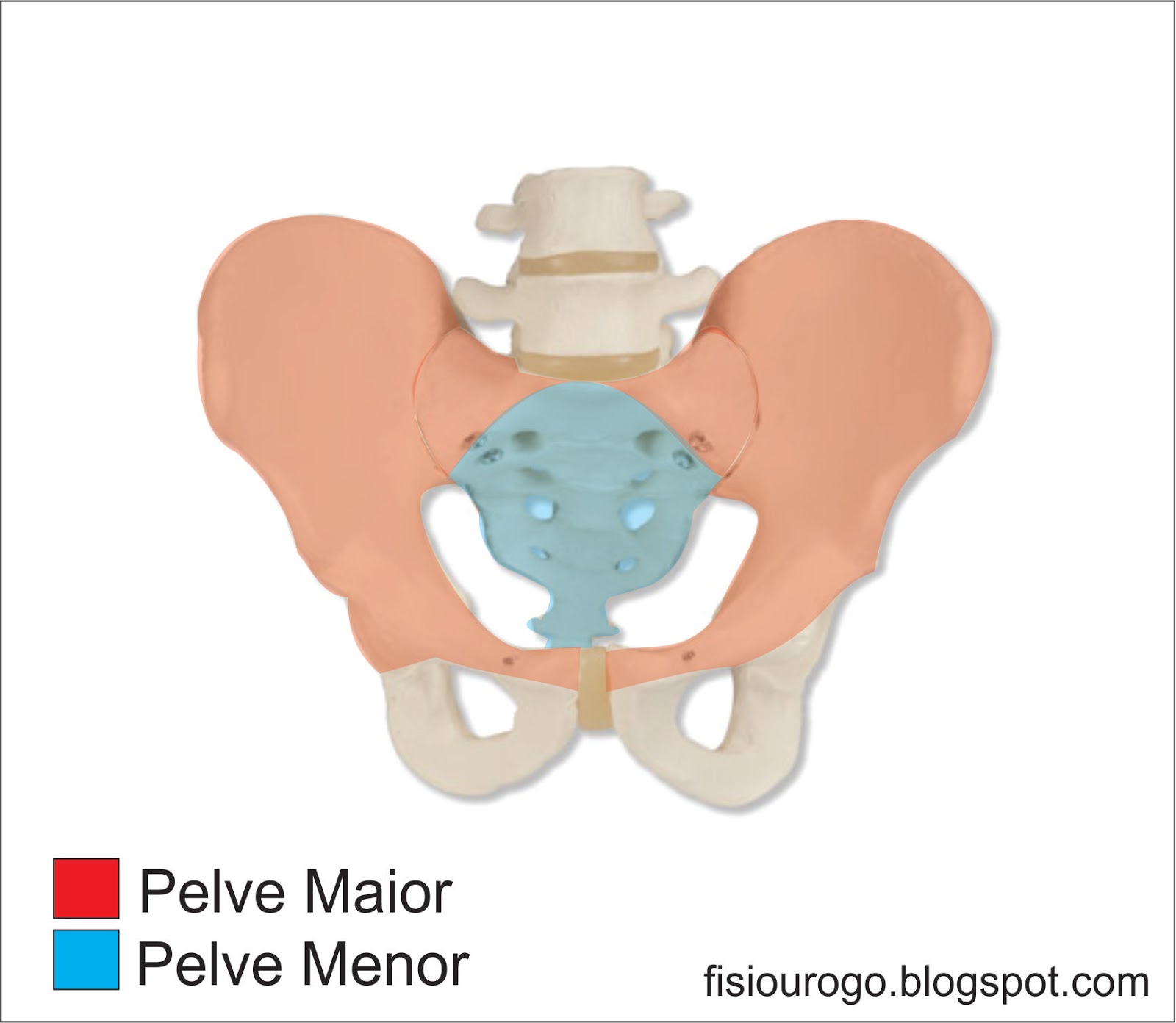 Blog Fisioterapia em Uroginecologia e Obstetrícia: Assoalho Pélvico