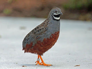 King Quail