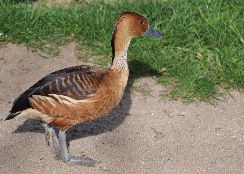 ZOOTOGRAFIANDO (6.100 ANIMALS): YAGUASA BICOLOR / FULVOUS WHISTLING ...