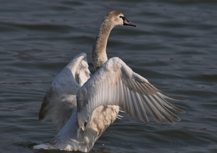 In linii mari: Pasari