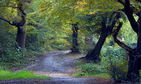 Above Ground on the London Underground—Day 60: Epping Forest