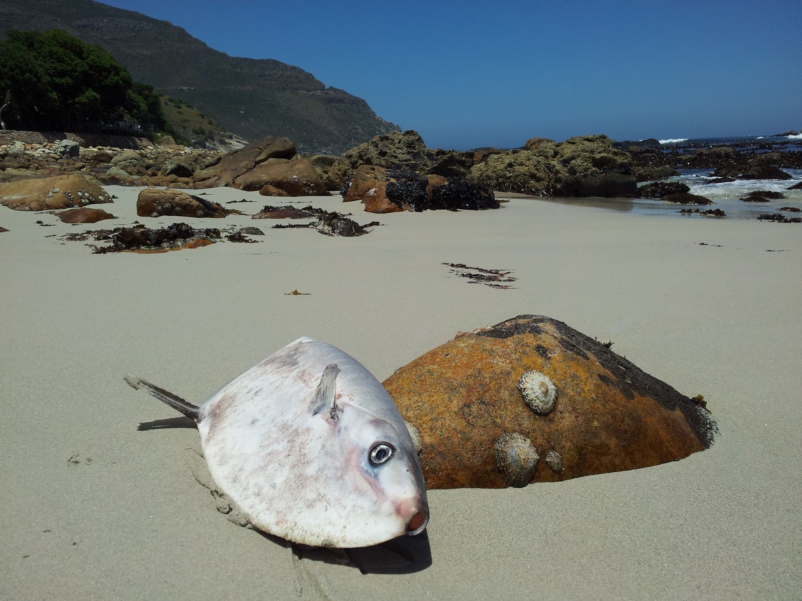 Tintswalo Atlantic's Blog: Atlantic's Sunfish