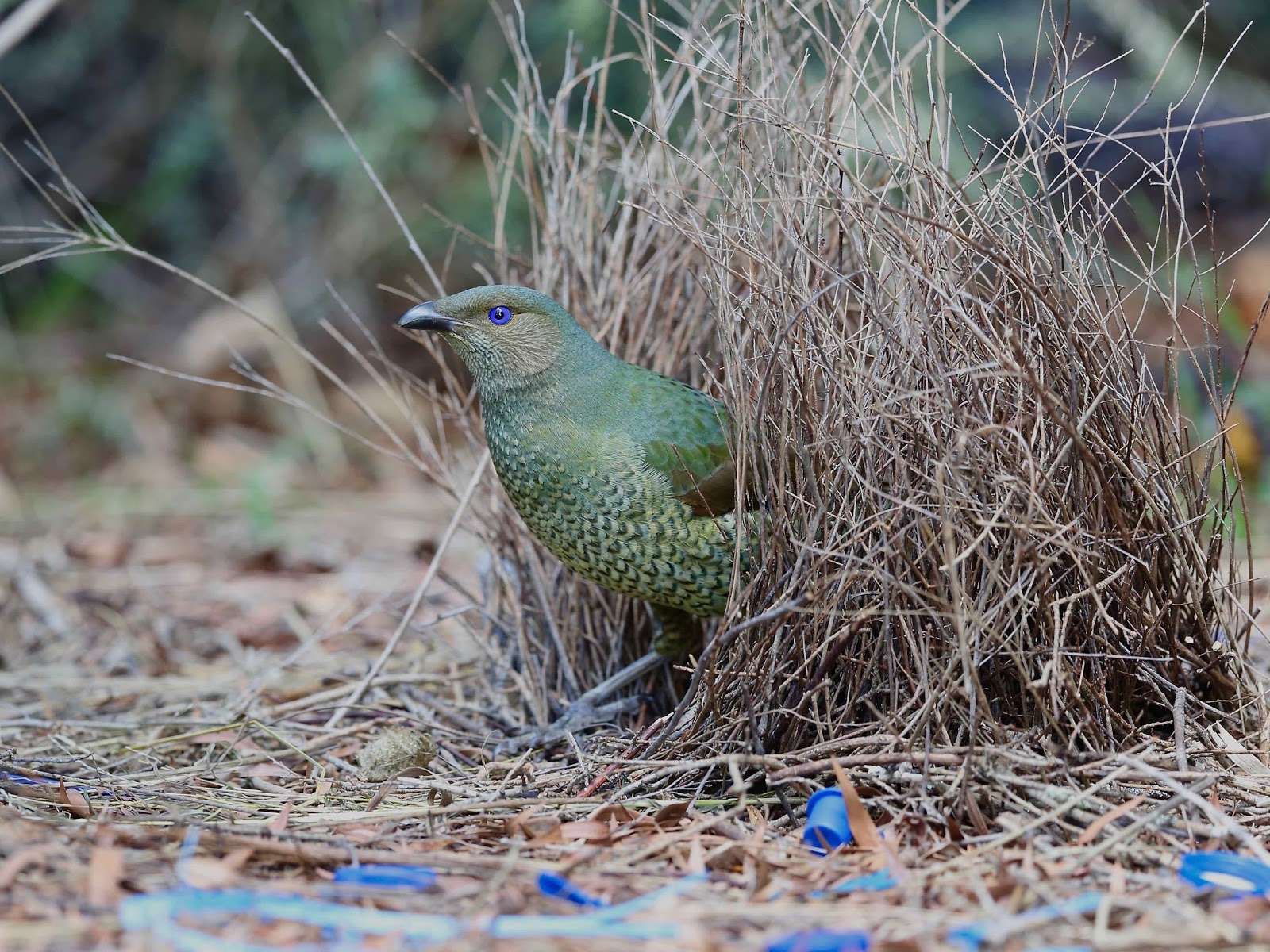 Avithera: Satin Bowerbirds