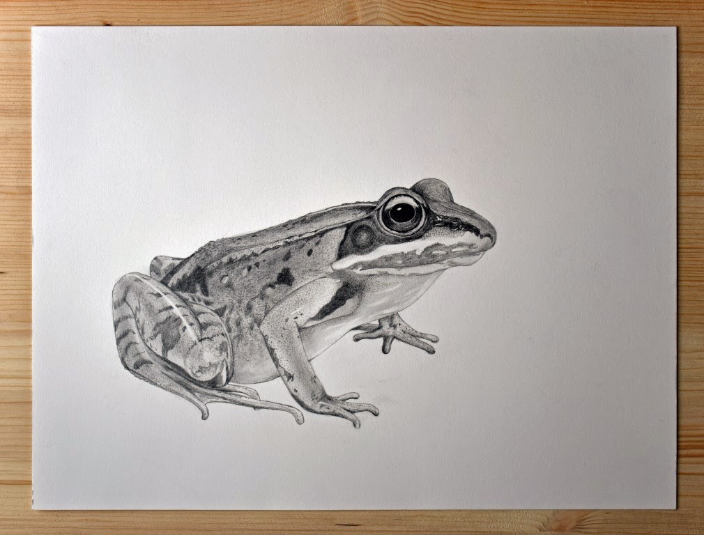 Primož Krašna : Risbe živali