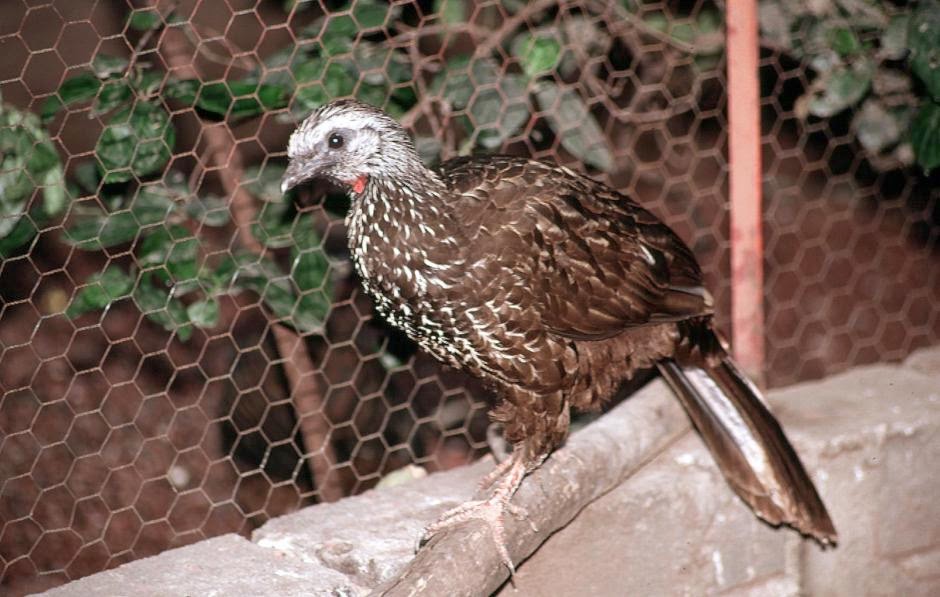Tierra de pavos, francolines, faisanes y perdices: Pava barbuda ...
