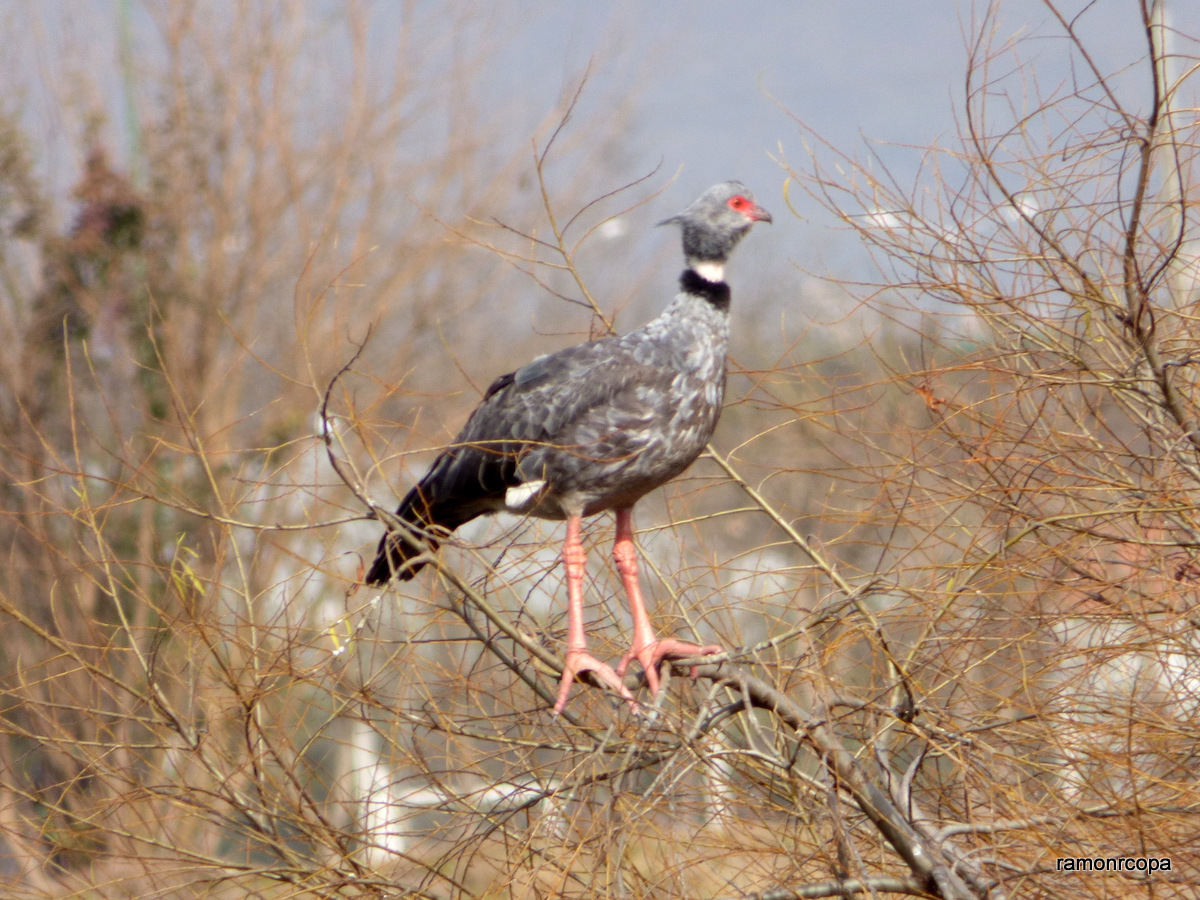 Aves del NOA y algo mas..: Chajá
