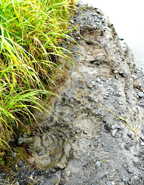 From Kansas to Kodiak...: Buskin River Salmon Fishing with the Bears