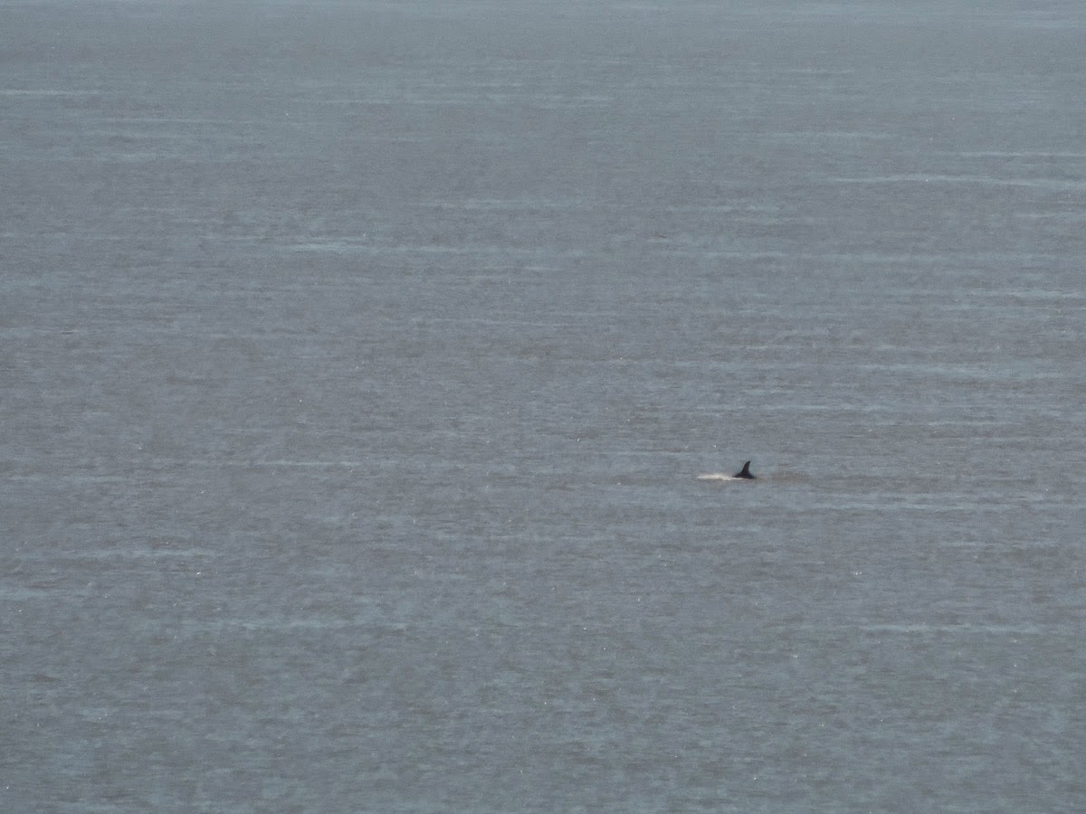 Gower Wildlife: Risso's Dolphins in Neath Port Talbot