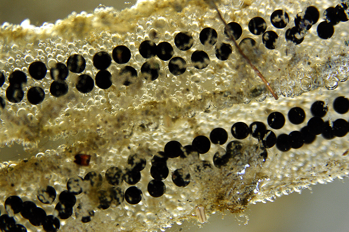 Associazione D.F.P.: 2.o Concorso Fotografico "Seize the moment and ...