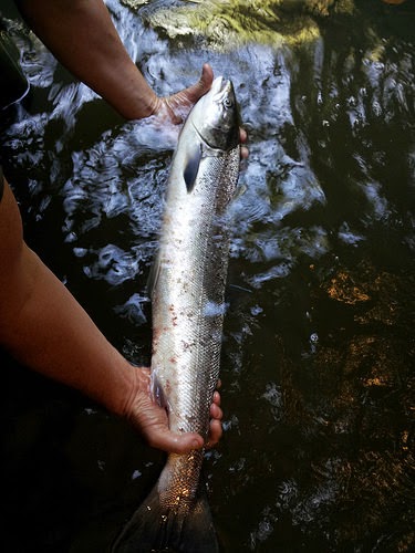 GWCT Fisheries Blog: A visit to the (Welsh) river Dee fish trap