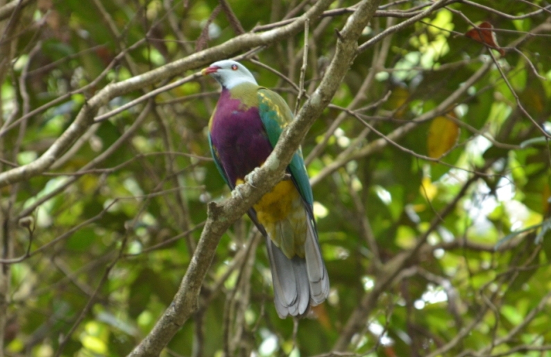 Australian Birds Photography: KEUNEA PHOTOGRAPHY: A Trip to Fig Tree Walk