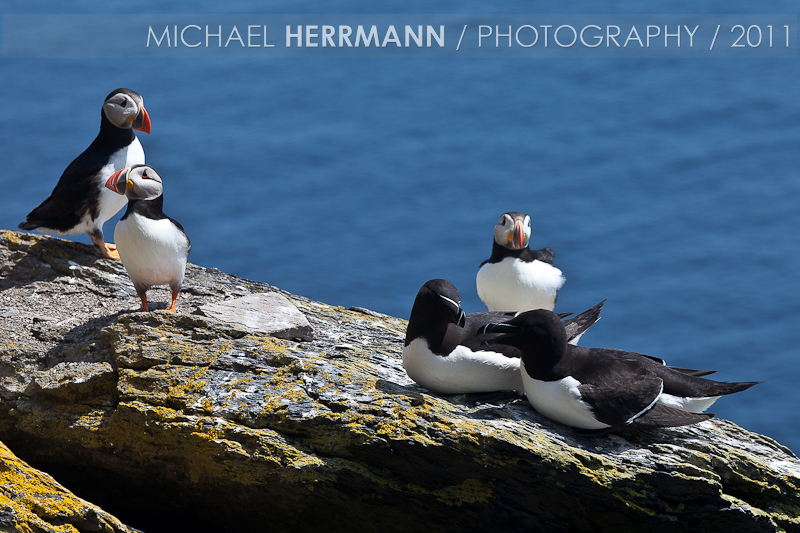 Landscape Photography in Kerry, Ireland: Skellig Birds, part five.