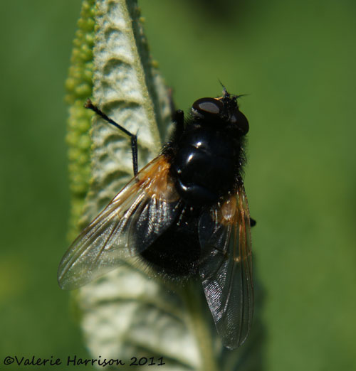 Keepers Cottage Wildlife Garden Diary: Garden Birds Bugs & Beasties ...