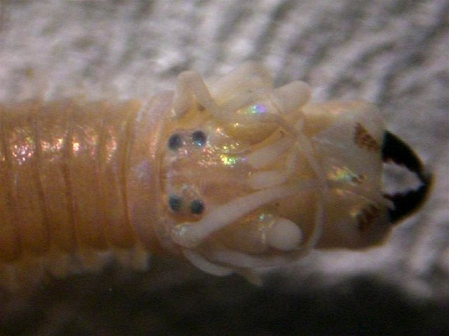 Vermes Superiores: Filo Annelida- Características Gerais