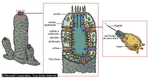 Les SPONGIAIRES (ANATOMIE INTERNE) ~ ecologie environnement
