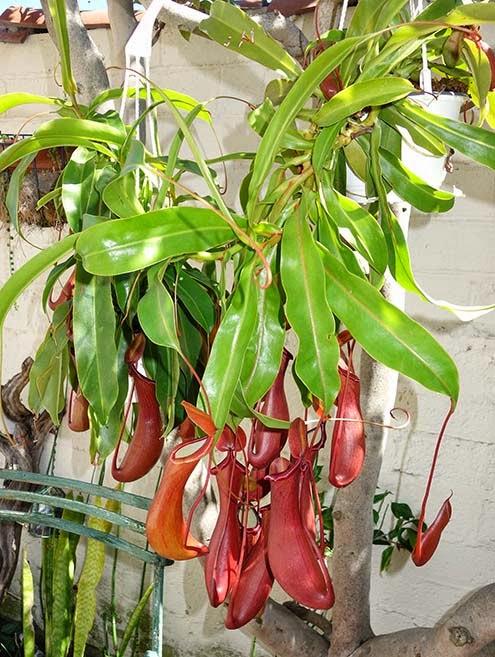 TRAVELS (and more) WITH CECILIA BRAINARD: Garden: Cuttings from my ...