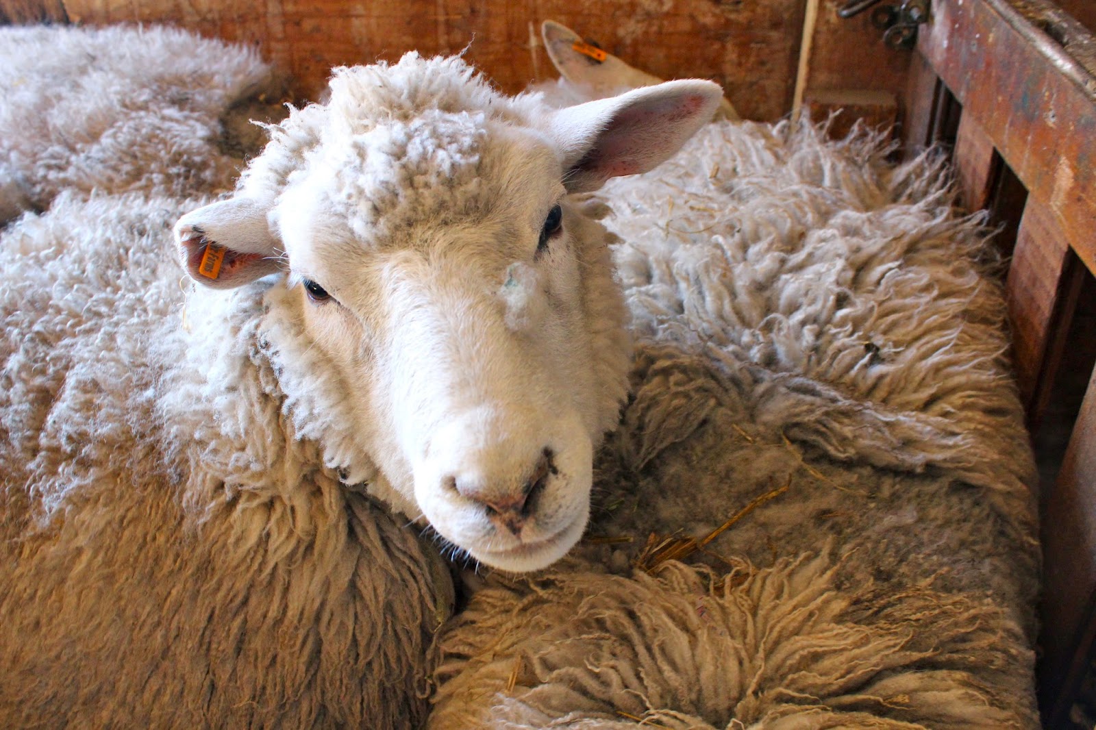 Squash Blossom Farm: Heller Heaven for Sheep?