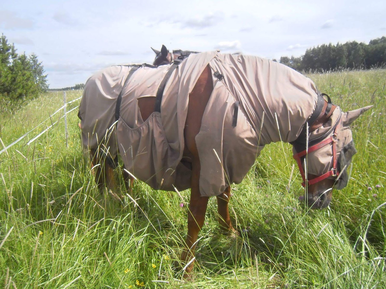 Kalkaros 29,4ake 29,8ke