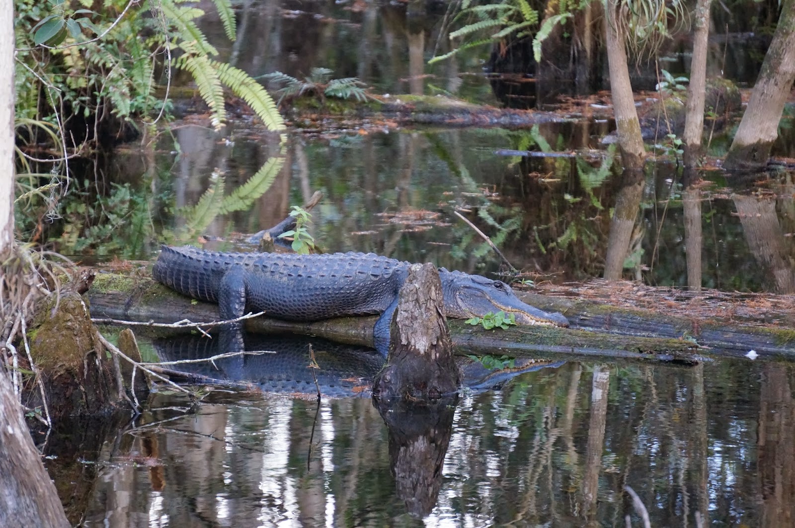 Robbin Neff Photography