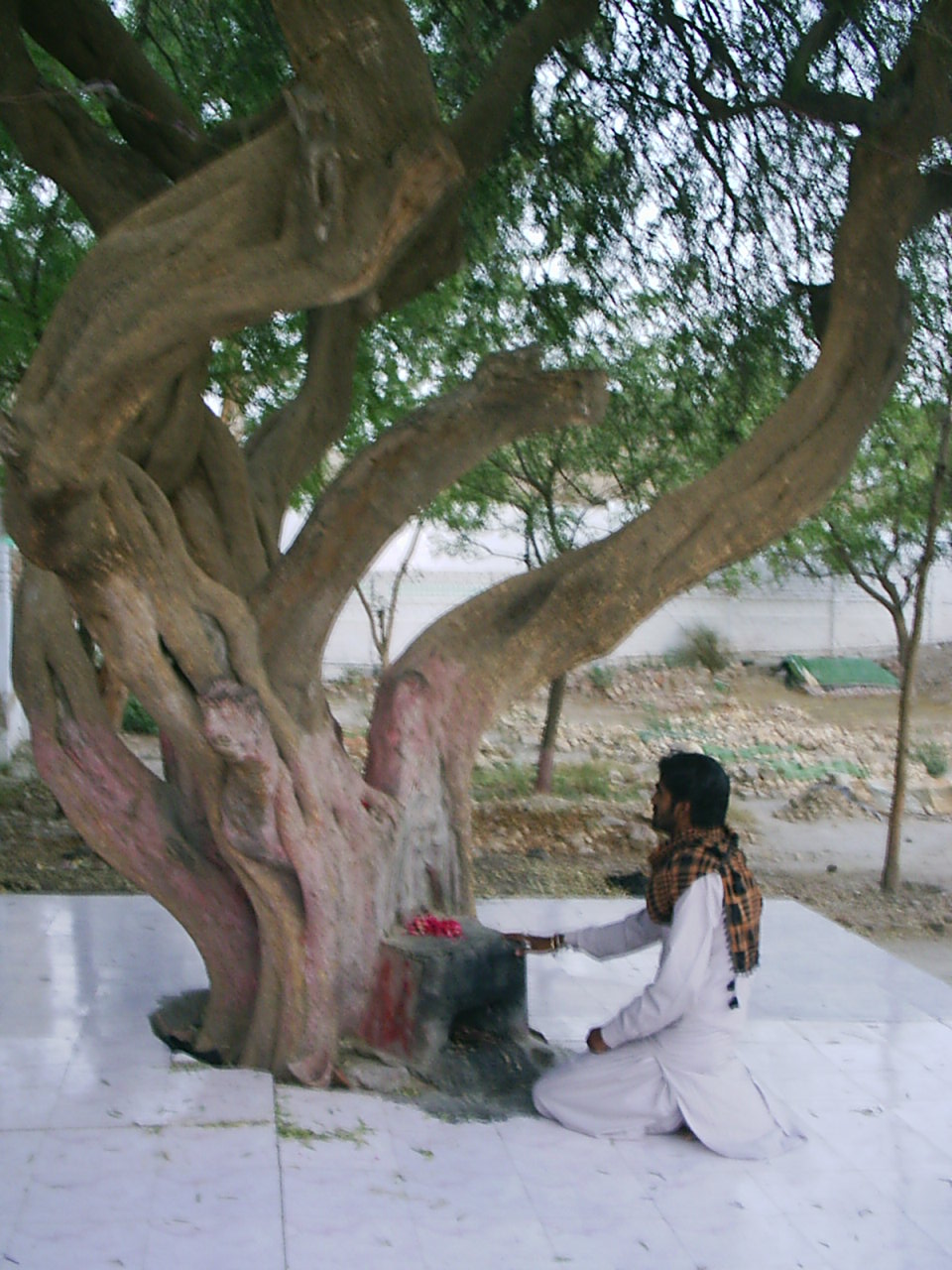 Dawat e Rohaniat ~*~ دعوتِ روحانیت: Sacred Trees Rituals & Amliyat