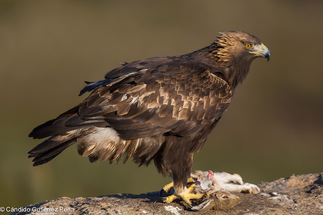 AGUILA REAL - Aquila Chrysaetos | Observatorio de la Naturaleza