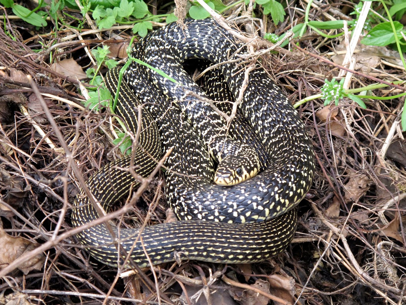 A Correct Life: Western Whip Snake