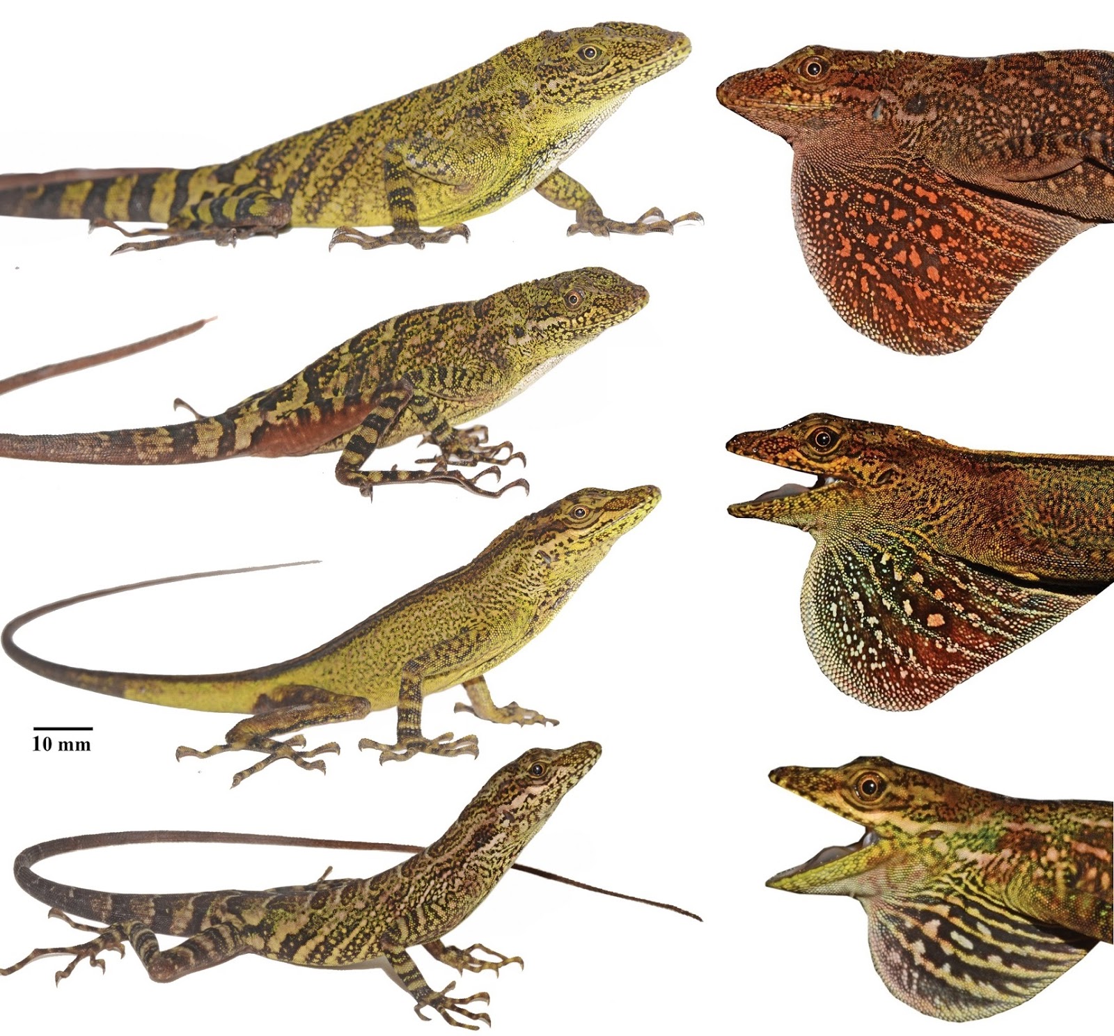 Species New to Science: [Herpetology • 2018] Anolis dracula • A New ...