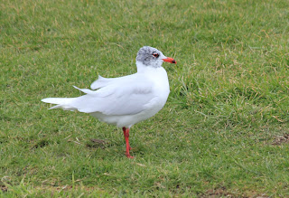 Pike's Pics: Med Gull at Scarborough