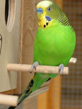 Budgerigar Facts and Latest Photographs | The Wildlife