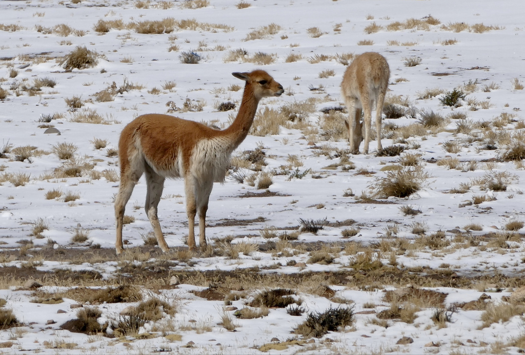 La vicuña del Perú, la lana más fina del mundo: La vigogna, simbolo ...