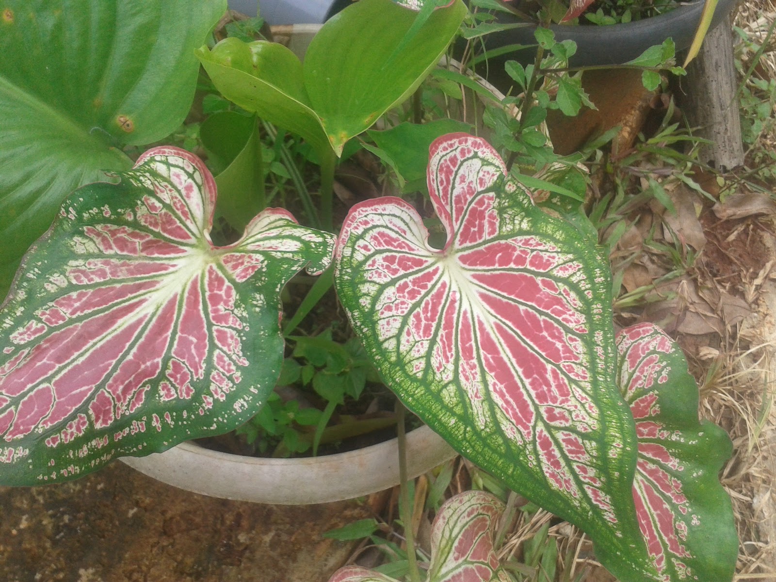 Jual pohon keladi merah | tanaman hias jenis keladi | tukang taman