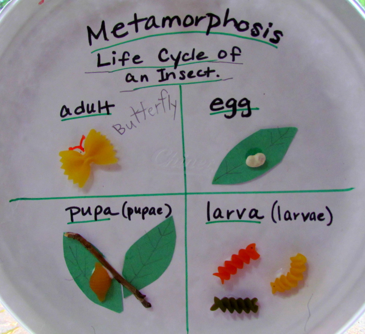 Learn To Grow: Metamorphosis Paper Plate and Pasta Craft