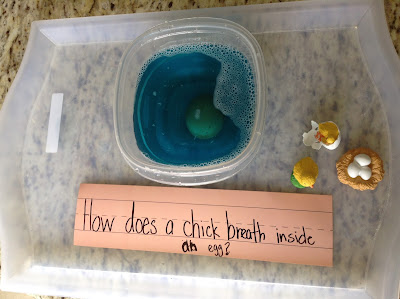 TeacherMomPlus3: Nature Study: Birds