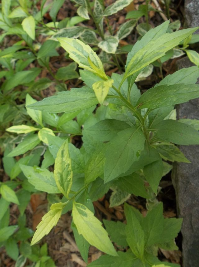 Future Plants by Randy Stewart: Kalimeris - Japanese Aster