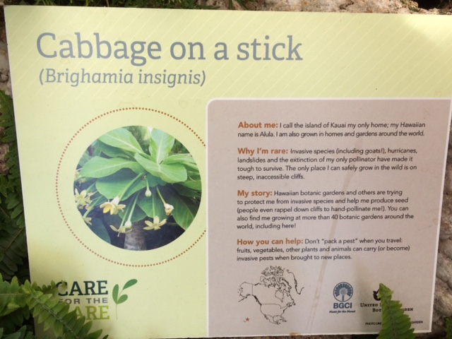 Green Momster: Cabbage on a stick