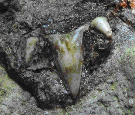 Variety of Life: Chondrichthyes